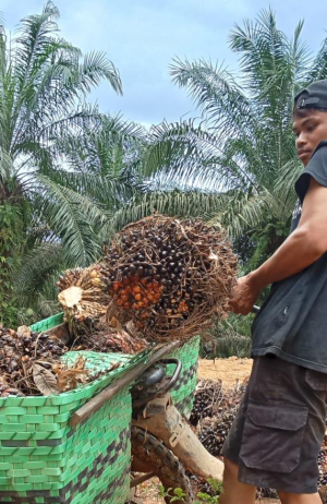 Tata Kelola Ekspor SDA Satu Pintu: Laksanakan Reforma Agraria dan ...